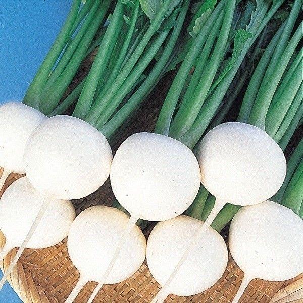 ●商品情報：ほぼ年中作れる小型の丸かぶ。柔らかく甘味たっぷり!●根径（約）：3〜5cm●お届け状態：種子●入数の目安：10mlあたり約1000〜1500粒※品種により差があります。●播種適温：20〜25℃※発芽させるには播種床を上記の温度に...