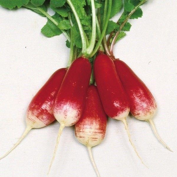 ●商品情報：辛味が少なく、歯切れの良い食感で人気の品種！●根長（約）：4cm●お届け状態：種子●入り数の目安：10mlあたり約200〜400粒※入り数は目安です。品種により差があります。●発芽適温：15〜30℃※発芽させるには播種床を上記の...