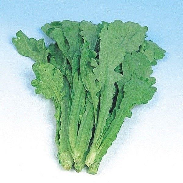 ●商品情報：周年栽培が可能！ 茎葉は肉厚で大きく、やわらかくて強い香りがあります。暑さ寒さにも強いのが特長です。●お届け状態：種子●備考：播種や植え付け後の栽培条件、天候等によりその結果が異なることがありますが、弊社の責と考えられる結果不良...