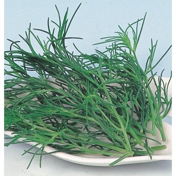 ●商品情報：栽培容易で栄養満点。お浸しに。●お届け状態：種子●備考：播種や植え付け後の栽培条件、天候等によりその結果が異なることがありますが、弊社の責と考えられる結果不良の責めはお買い上げ代金の範囲内とさせていただきます。また、果重・糖度な...