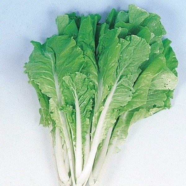 ●商品情報：栽培簡単！ 葉が大きく柔らかくウマイ。●お届け状態：種子●備考：播種や植え付け後の栽培条件、天候等によりその結果が異なることがありますが、弊社の責と考えられる結果不良の責めはお買い上げ代金の範囲内とさせていただきます。また、果重...