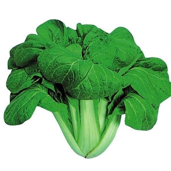 ●商品情報：柔らかく食味抜群！●お届け状態：種子●備考：播種や植え付け後の栽培条件、天候等によりその結果が異なることがありますが、弊社の責と考えられる結果不良の責めはお買い上げ代金の範囲内とさせていただきます。また、果重・糖度などはおよその...