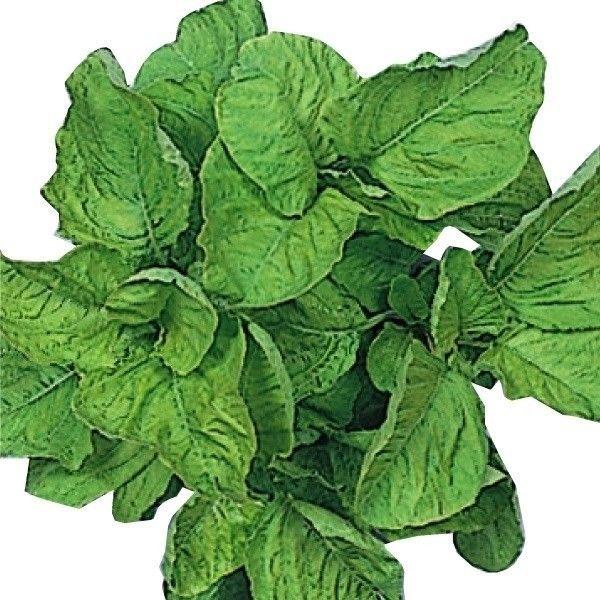 ●商品情報：暑さと乾燥に極めて強い！ 高温期の貴重なフレッシュ青菜。●お届け状態：種子●備考：播種や植え付け後の栽培条件、天候等によりその結果が異なることがありますが、弊社の責と考えられる結果不良の責めはお買い上げ代金の範囲内とさせていただ...