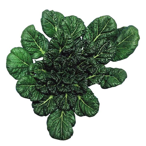 ●商品情報：ビタミン・ミネラルが豊富！ お浸しや煮物に。●お届け状態：種子●備考：播種や植え付け後の栽培条件、天候等によりその結果が異なることがありますが、弊社の責と考えられる結果不良の責めはお買い上げ代金の範囲内とさせていただきます。また...