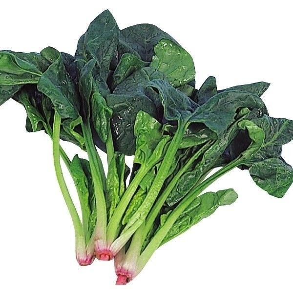 ●商品情報：肉厚・大葉で株張りが良く収量が多い！●早晩性：晩生●お届け状態：種子●入り数の目安：50mlあたり約800〜2000粒入り※品種により差があります。●発芽適温：15〜20℃※発芽させるには播種床を上記の温度にしてください。●栽培...