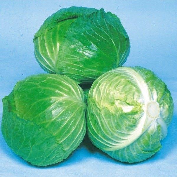 ●商品情報：定植後約55日で収穫の極早生！ 抜群の耐暑・高温結球性。播種期が長く、長期収穫可。●球重（約）：1.5kg●早晩生：極早生※種まきから定植まで約30日●お届け状態：種子●入り数の目安：5mlあたり約700〜1000粒入り※品種に...