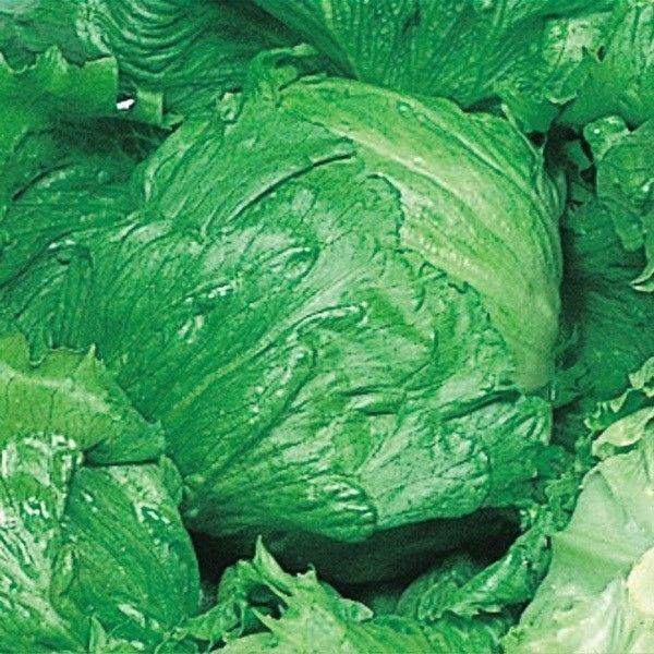 ●商品情報：濃色で結球よい球レタス！●球重（約）：300g●早晩性：早生 ●お届け状態：種子●入り数の目安：5mlあたり約1500〜2000粒入り※品種により差があります。●発芽適温：15〜20℃※発芽させるには播種床を上記の温度にしてくだ...