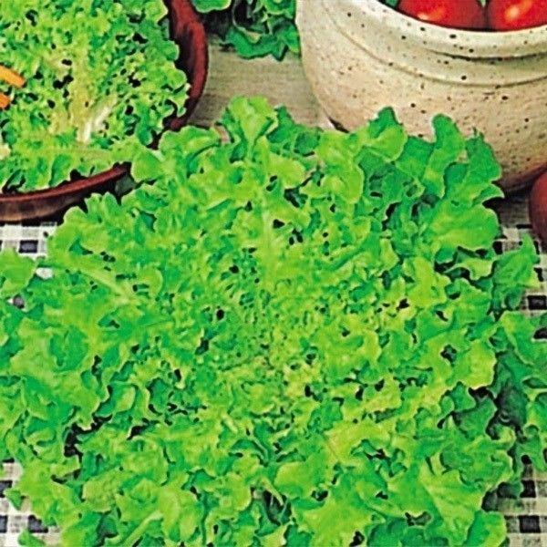 ●商品情報：暑さに強く、葉が柔らかく旨い！●球重（約）：250g●早晩性：極早生 ●お届け状態：種子●入り数の目安：5mlあたり約1500〜2000粒入り※品種により差があります。●発芽適温：15〜20℃※発芽させるには播種床を上記の温度に...