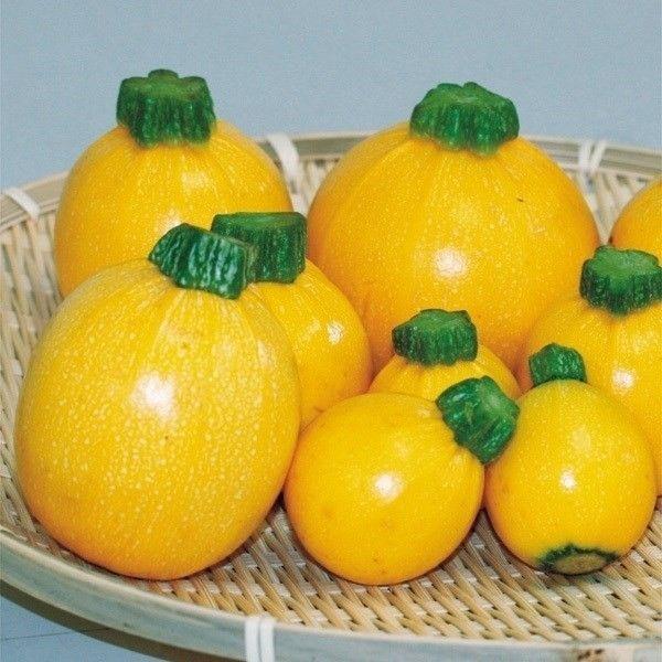 ●商品情報：家庭菜園に!　黄金色の卵形ズッキーニ。雌花が連続して着果し、次々と収穫が可能!炒め物や蒸し焼きにすると最高に旨い!●果重（約）：200g●開花から収穫までの日数（約）：3〜5日●お届け状態：種子●入り数：8粒●発芽適温：25〜3...