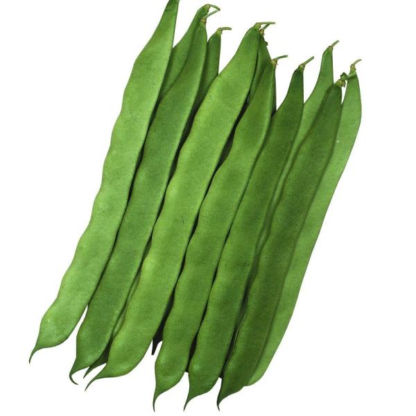 ●商品情報：柔らかく食味最高！ つるありすじなし早生平莢インゲン。莢長20〜23cmのロング莢で、曲がり少なく、上物率が極めて高い。 子実のふくらみ、莢皮の硬化が遅く、大莢になっても柔らかく風味たっぷり。どんな料理にしても食味最高！●早晩性...