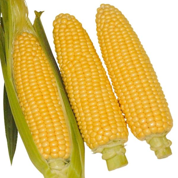 ●商品情報：1本の茎で立派な2本の穂が収穫できる夢の品種。2本ともが高糖度で皮付果重約400gにも!!　もちろん食味も抜群!高温期でも着粒が良く、抑制栽培もOK。●皮付重（約）：400g●草丈（約）：185cm●早晩生：中早生●播種から収穫...