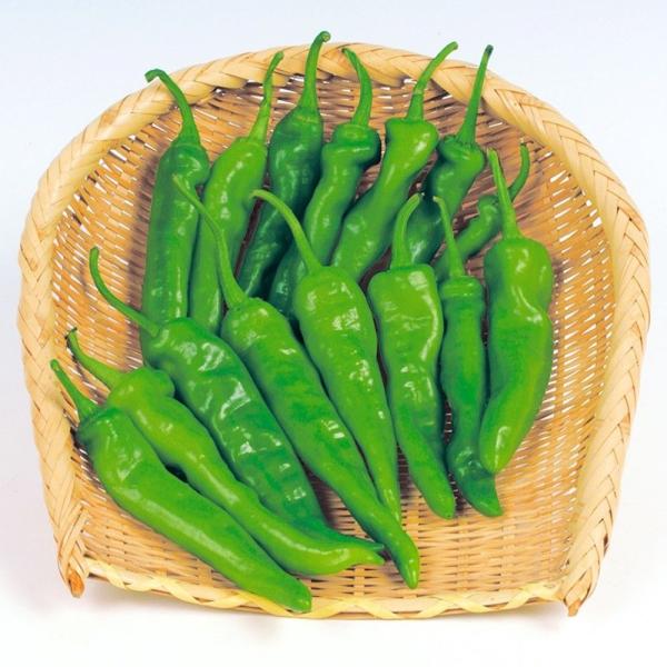 ●商品情報：柔らかく甘みがあり食べやすい甘唐辛子。風味良く、煮物・揚げ物で美味。ビタミンCも豊富!! 京都の伝統野菜。●果長（約）：20cm●お届け状態：種子●入り数の目安：1mlあたり約80〜100粒※品種により差があります。●発芽適温：...