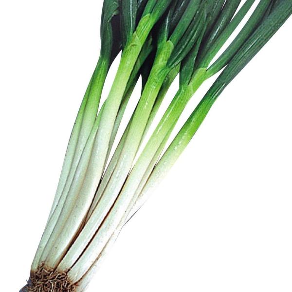 ●商品情報：分げつ旺盛!! 1株が8〜10本に分げつするロングセラーの細ネギ。トウ立ちが遅い晩生品種で、高い品質を誇ります。●軟白部（約）：30〜35cm以上●お届け状態：種子●入り数の目安：10mlあたり約1000〜1500粒入り※品種に...