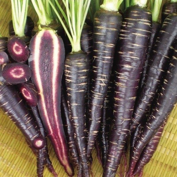 ●商品情報：ほぼ真っ黒の珍品！ 芯は黒紫のまわりに白色が入ります。耐病性があり、糖度は10〜13度で甘い！ 生やジュースも旨い！●根長（約）：15〜20cm●収穫までの日数（約）：100日●お届け状態：種子●入り数：50粒●発芽適温：15〜...