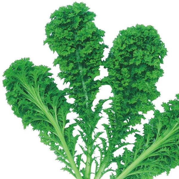 ●商品情報：爽やかな辛味で大人気！ 葉は縮緬状に縮み、柔らかい。肉料理によく合い、サラダ・お浸し・漬物など用途多彩。●お届け状態：種子●備考：播種や植え付け後の栽培条件、天候等によりその結果が異なることがありますが、弊社の責と考えられる結果...