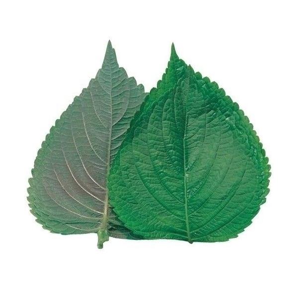 ●商品情報：風味豊か！ 独特の風味が食欲をそそります。焼肉を巻いたり、サラダや天ぷらにしても美味。栄養価も高い。●お届け状態：種子●備考：播種や植え付け後の栽培条件、天候等によりその結果が異なることがありますが、弊社の責と考えられる結果不良...