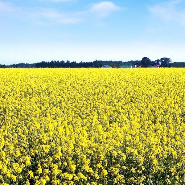 ●商品情報：植物の力でリフレッシュ！ 初期生育が速く、短期間で高収量が得られます。土壌にすき込むことで各種センチュウや病害に効果あり。●用途：土壌改良・堆肥補給・景観形成・センチュウ密度抑制●お届け状態：種子●播種目安：・暖地・中間地：3〜...