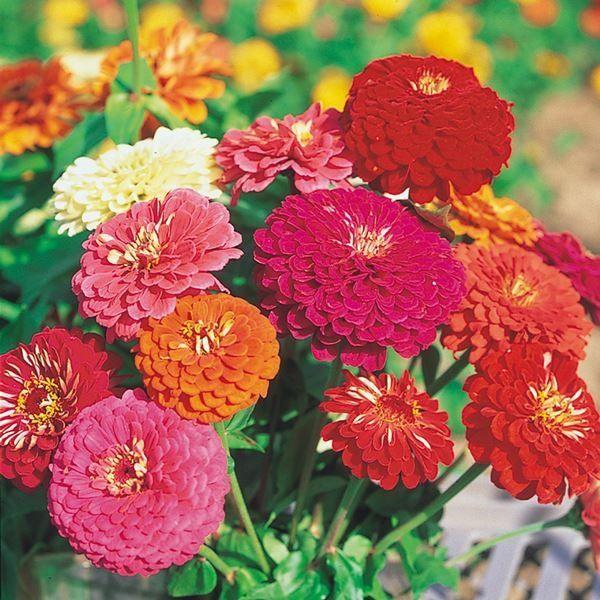 休みなく咲き続ける●商品情報：全国で栽培可能!栽培簡単で生育が早く、開花期間が長い。花持ち良く、庭植えでも、切花にしても十分に楽しめます。●お届け状態：種●分類：1年草●花期：7〜10月●草丈：90cm ※種子の粒数はおおよその目安を記載し...