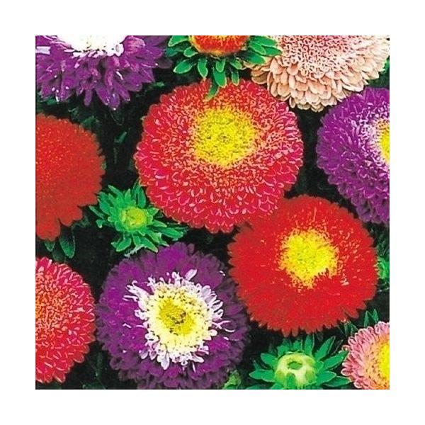 人気の可愛いポンポン咲き●商品情報：切花やアレンジにかかせない、育てやすいアスター!日当たりのよい場所を好みます。連作は避けてください。●お届け状態：種●分類：1年草●花期：7〜10月●草丈：50cm ※種子の粒数はおおよその目安を記載して...