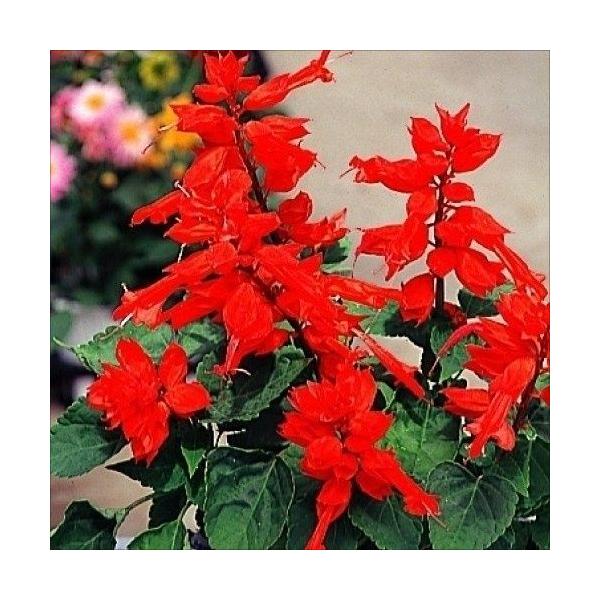 夏花壇の定番●商品情報：全国で栽培可能。長期間次々と花を楽しめる強健人気品種を厳選!!花壇・鉢花に見逃せない素敵な花ばかり。●お届け状態：種●分類：1年草●花期：6〜9月●草丈：40cm ※種子の粒数はおおよその目安を記載しております。実際...