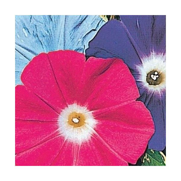 ●商品情報：夏の大定番！   ●花期：7〜10月   ●分類：1年草   ●草丈：つる性cm   ●備考・ご注意：※種子の粒数はおおよその目安を記載しております。実際の粒数とは多少差異がありますのでご了承下さい。また、粒の形状・大きさは、採...