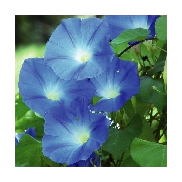 ブルー系の代表品種●商品情報：フェンスやトレリスに絡めたり、行灯仕立てにしたり、立体的にお庭を演出できるつる性植物。個性あふれる素敵なお庭に!!●お届け状態：種●分類：1年草●花期(約)：9〜11月●草丈(約)：つる性 ※種子の粒数はおおよ...