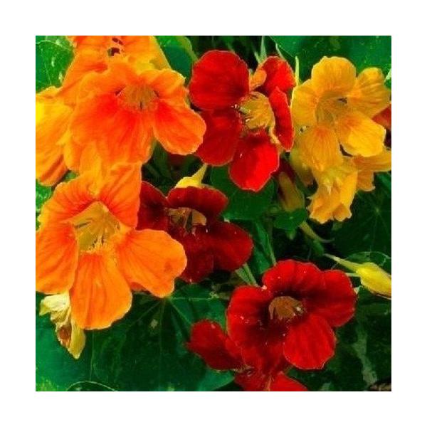 ハンギングに最適●商品情報：全国で栽培可能な一年草。日光を十分に当てて育て、生育期から開花期は10日に1回位液肥を与えるとよいでしょう。●お届け状態：種●分類：1年草●花期(約)：6〜11月●草丈(約)：つる性 ※種子の粒数はおおよその目安...