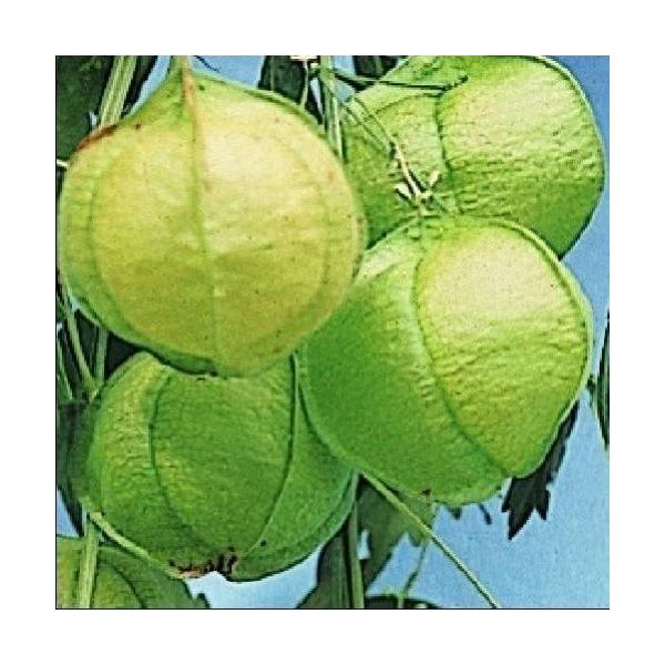 夏に花、秋に実を●商品情報：フェンスやトレリスに絡めたり、行灯仕立てにしたり、立体的にお庭を演出できるつる性植物。個性あふれる素敵なお庭に!!●お届け状態：種●分類：1年草●花期：5〜8月●草丈：つる性 ※種子の粒数はおおよその目安を記載し...