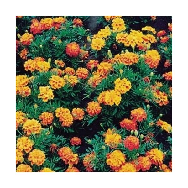 花壇を豪華に●商品情報：コンパニオンプランツとしても注目されています。全国で栽培可能で、夏に一度切り戻すと晩秋まで美しい花が楽しめます。●お届け状態：種●分類：1年草●花期：6〜10月●草丈：30cm ※種子の粒数はおおよその目安を記載して...