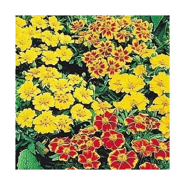 夏の人気花●商品情報：コンパニオンプランツとしても注目されています。全国で栽培可能で、夏に一度切り戻すと晩秋まで美しい花が楽しめます。●お届け状態：種●分類：1年草●花期：6〜10月●草丈：30cm ※種子の粒数はおおよその目安を記載してお...