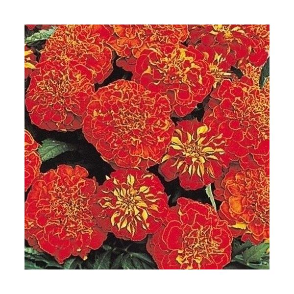 赤花が美しく映える●商品情報：コンパニオンプランツとしても注目されています。全国で栽培可能で、夏に一度切り戻すと晩秋まで美しい花が楽しめます。●お届け状態：種●分類：1年草●花期：6〜10月●草丈：30cm ※種子の粒数はおおよその目安を記...