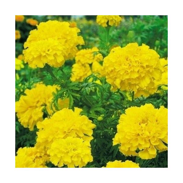 高性で存在感あり●商品情報：コンパニオンプランツとしても注目されています。全国で栽培可能で、夏に一度切り戻すと晩秋まで美しい花が楽しめます。●お届け状態：種●分類：1年草●花期：6〜10月●草丈：70cm ※種子の粒数はおおよその目安を記載...