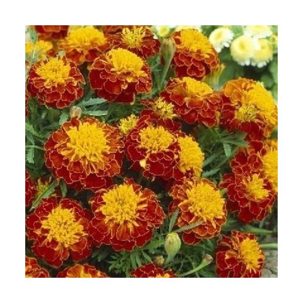 鮮やかな2色咲き●商品情報：コンパニオンプランツとしても注目されています。全国で栽培可能で、夏に一度切り戻すと晩秋まで美しい花が楽しめます。●お届け状態：種●分類：1年草●花期：6〜10月●草丈：20cm ※種子の粒数はおおよその目安を記載...