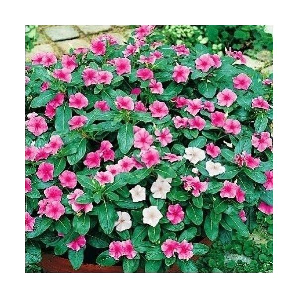 花期長く、群植に●商品情報：全国で栽培可能。長期間次々と花を楽しめる強健人気品種を厳選!!花壇・鉢花に見逃せない素敵な花ばかり。●お届け状態：種●分類：1年草●花期(約)：7〜11月●草丈(約)：25cm ※種子の粒数はおおよその目安を記載...