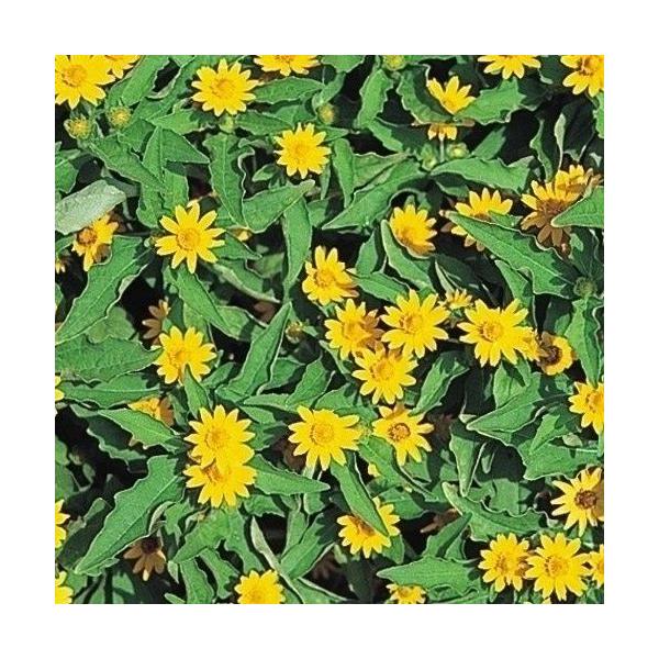 夏の花壇に映える●商品情報：全国で栽培可能。長期間次々と花を楽しめる強健人気品種を厳選!!花壇・鉢花に見逃せない素敵な花ばかり。●お届け状態：種●分類：1年草●花期(約)：6〜10月●草丈(約)：30cm ※種子の粒数はおおよその目安を記載...