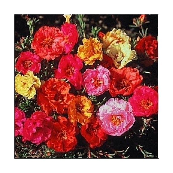 夏の乾燥に強く栽培簡単！グランドカバーに●商品情報：全国で栽培可能。長期間次々と花を楽しめる強健人気品種を厳選!!花壇・鉢花に見逃せない素敵な花ばかり。●お届け状態：種●分類：1年草●花期(約)：7〜8月●草丈(約)：這い性 ※種子の粒数は...