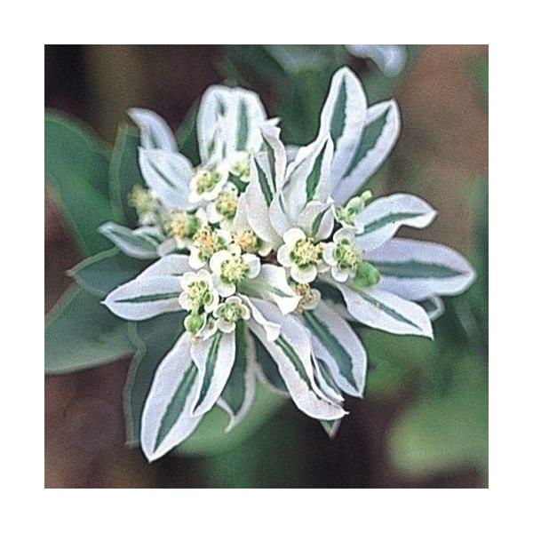 心和む覆輪葉●商品情報：切花やアレンジ、茶花などに好んで利用される花々を集めました。自分で育てたお花で作る花束は格別の美しさです!!●お届け状態：種●分類：1年草●葉の観賞期(約)：7〜9月●草丈(約)：90cm ※種子の粒数はおおよその目...