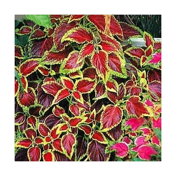 作り易い●商品情報：全国で栽培可能。長期間次々と花を楽しめる強健人気品種を厳選!!花壇・鉢花に見逃せない素敵な花ばかり。●お届け状態：種●分類：1年草●葉の観賞期(約)：7〜10月●草丈(約)：40cm ※種子の粒数はおおよその目安を記載し...