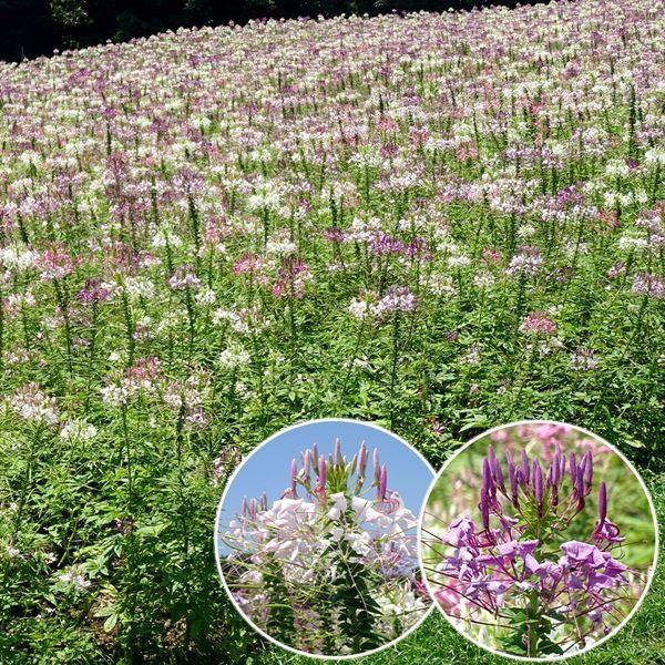 花つき抜群●商品情報：全国で栽培可能。長期間次々と花を楽しめる強健人気品種を厳選!!花壇・鉢花に見逃せない素敵な花ばかり。●お届け状態：種●分類：1年草●花期(約)：7〜9月●草丈(約)：100cm ※種子の粒数はおおよその目安を記載してお...