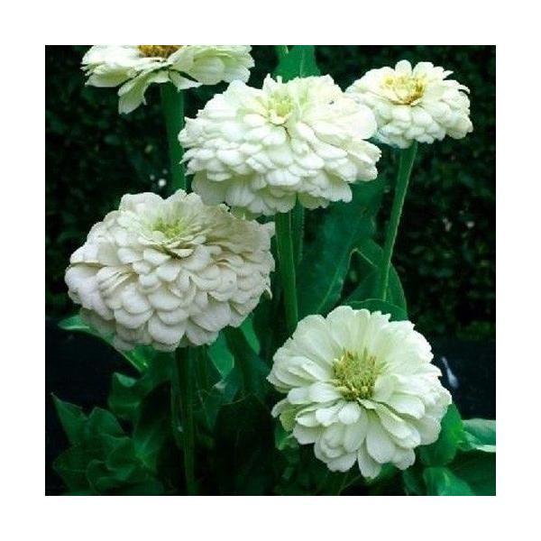 爽やかな花色●商品情報：全国で栽培可能!栽培簡単で生育が早く、開花期間が長い。花持ち良く、庭植えでも、切花にしても十分に楽しめます。※栽培環境により一重咲きになる場合があります。●お届け状態：種●分類：1年草●花期：7〜10月●草丈：90c...