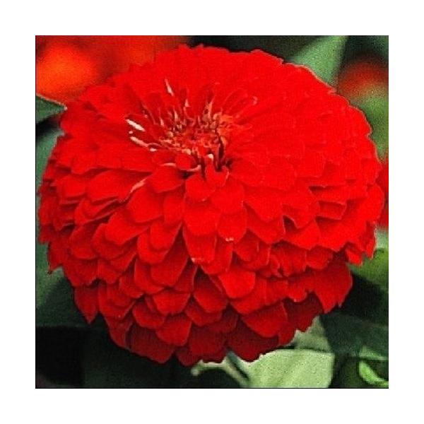 一際映える花色●商品情報：全国で栽培可能!栽培簡単で生育が早く、開花期間が長い。花持ち良く、庭植えでも、切花にしても十分に楽しめます。※栽培環境により一重咲きになる場合があります。●お届け状態：種●分類：1年草●花期：7〜10月●草丈：90...