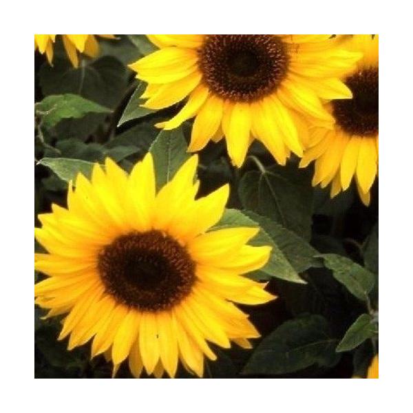 低草丈で分枝良い●商品情報：全国で栽培可能な1年草。育てやすく、夏の花壇の主役に相応しい。切花にも最適!●お届け状態：種●分類：1年草●花期：7〜9月●草丈：40cm ※種子の粒数はおおよその目安を記載しております。実際の粒数とは多少差異が...