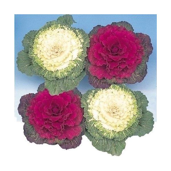 お正月に必須!●商品情報：夏まきの1年草。花の少ない冬に観賞でき、花壇や寄せ植えに大活躍。お正月の縁起物としても欠かせません!!●お届け状態：種●分類：1年草●観賞期(約)：11〜2月 ※種子の粒数はおおよその目安を記載しております。実際の...