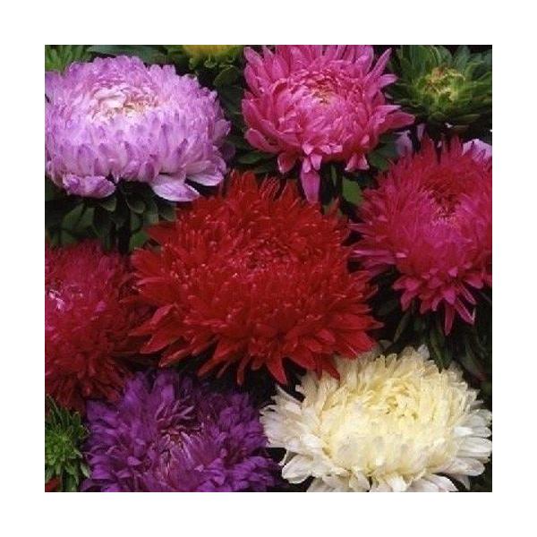 ゴージャスな花束に●商品情報：切花やアレンジにかかせない、育てやすいアスター!日当たりのよい場所を好みます。連作は避けてください。●お届け状態：種●分類：1年草●花期(約)：8〜9月●草丈(約)：70cm ※種子の粒数はおおよその目安を記載...