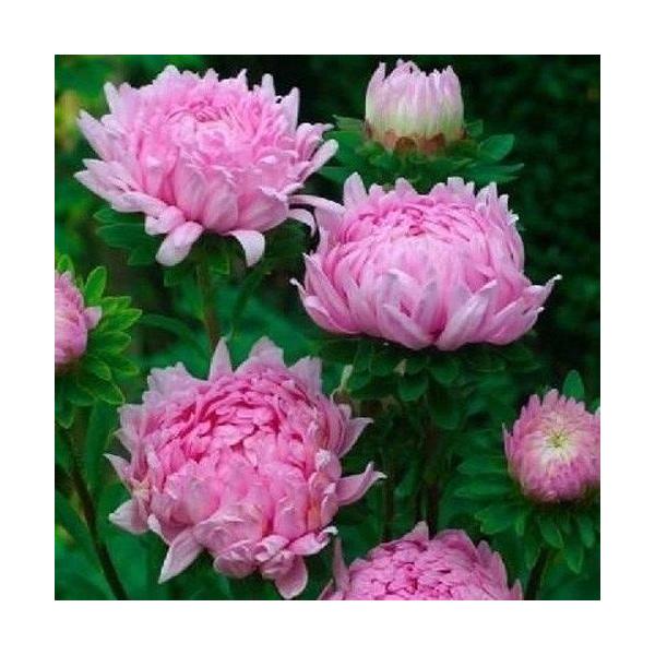 キュートなピンク●商品情報：切花やアレンジにかかせない、育てやすいアスター!日当たりのよい場所を好みます。連作は避けてください。●お届け状態：種●分類：1年草●花期(約)：8〜9月●草丈(約)：70cm ※種子の粒数はおおよその目安を記載し...