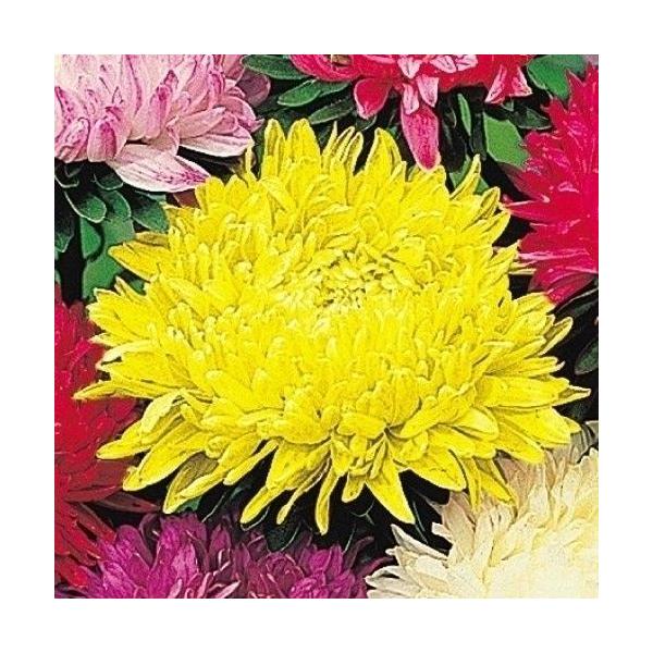 花束のアクセントに●商品情報：切花やアレンジにかかせない、育てやすいアスター!日当たりのよい場所を好みます。連作は避けてください。●お届け状態：種●分類：1年草●花期(約)：8〜9月●草丈(約)：70cm ※種子の粒数はおおよその目安を記載...