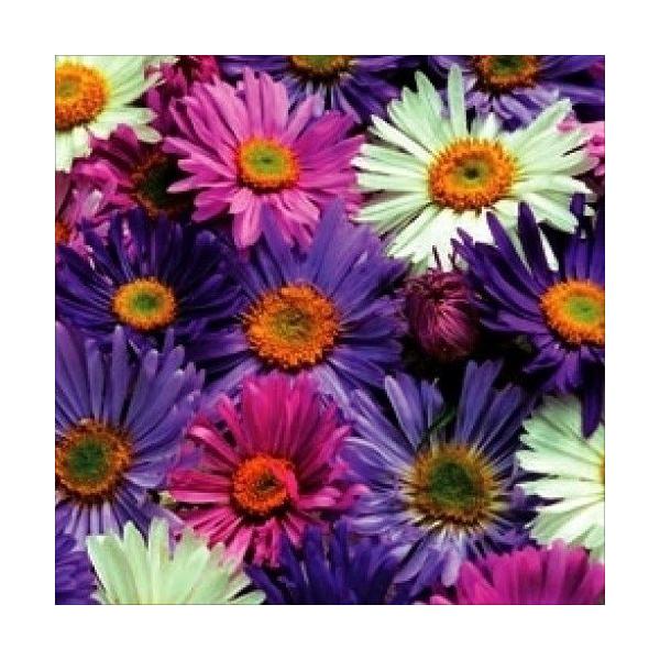 多年性のアスター●商品情報：切花やアレンジにかかせない、育てやすいアスター!日当たりのよい場所を好みます。連作は避けてください。●お届け状態：種●分類：多年草●花期(約)：8〜9月●草丈(約)：25cm ※種子の粒数はおおよその目安を記載し...