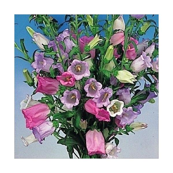 多花性・栽培容易●商品情報：切花やアレンジ、茶花などに好んで利用される花々を集めました。自分で育てたお花で作る花束は格別の美しさです!!●お届け状態：種●分類：2年草●花期(約)：初夏●草丈(約)：80cm ※種子の粒数はおおよその目安を記...