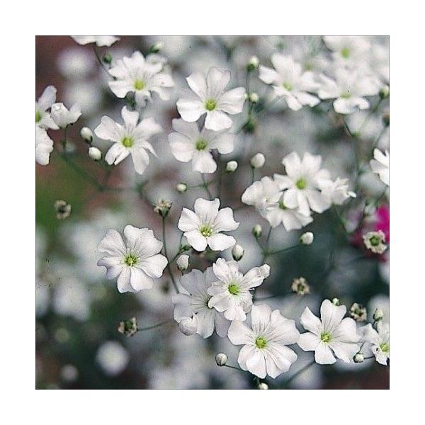 花束の大定番●商品情報：切花やアレンジ、茶花などに好んで利用される花々を集めました。自分で育てたお花で作る花束は格別の美しさです!!●お届け状態：種●分類：1年草●花期(約)：6〜8月●草丈(約)：50cm ※種子の粒数はおおよその目安を記...