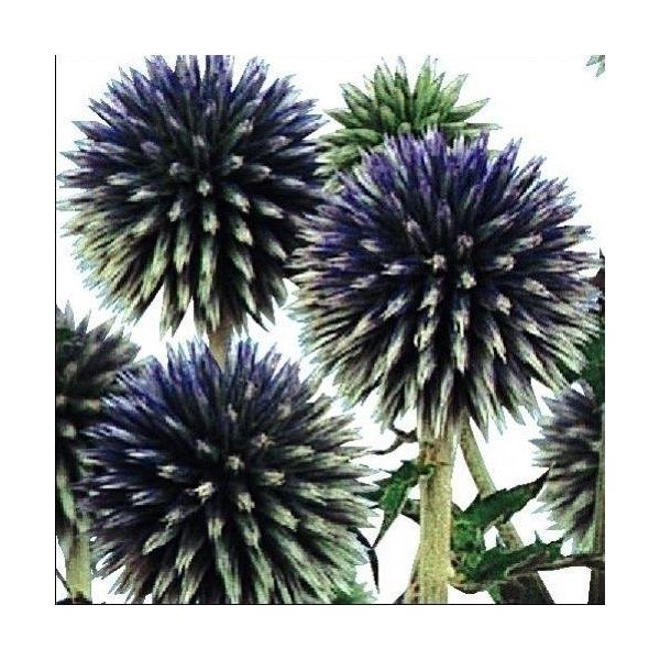 清涼感満点●商品情報：切花やアレンジ、茶花などに好んで利用される花々を集めました。自分で育てたお花で作る花束は格別の美しさです!!●お届け状態：種●分類：多年草●花期：7〜9月●草丈：100cm ※種子の粒数はおおよその目安を記載しておりま...